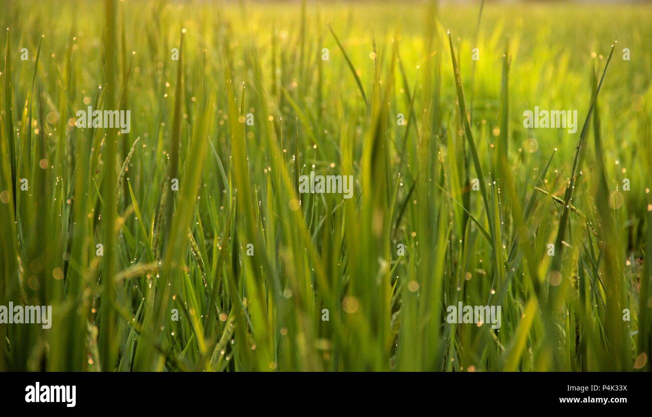 Soft green background of rice plant in rice field with drop dew Stock ...