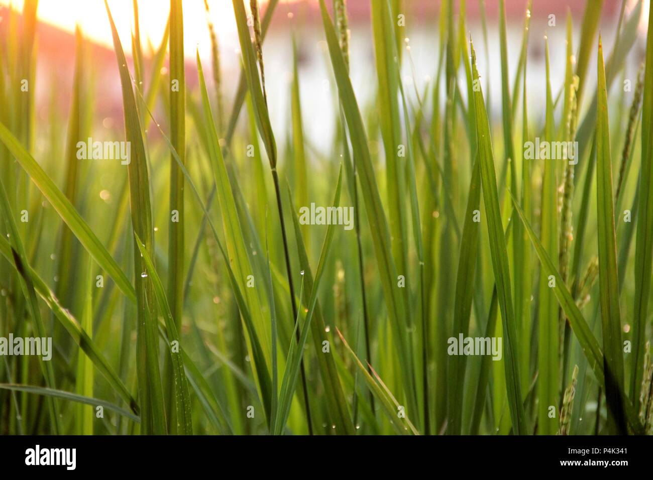 Soft green background of rice plant in rice field with drop dew Stock ...