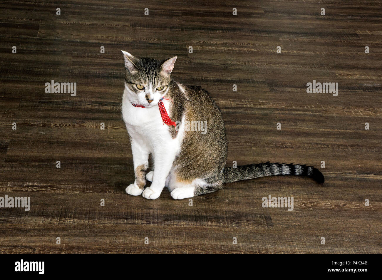 Mutt and cat hi-res stock photography and images - Alamy
