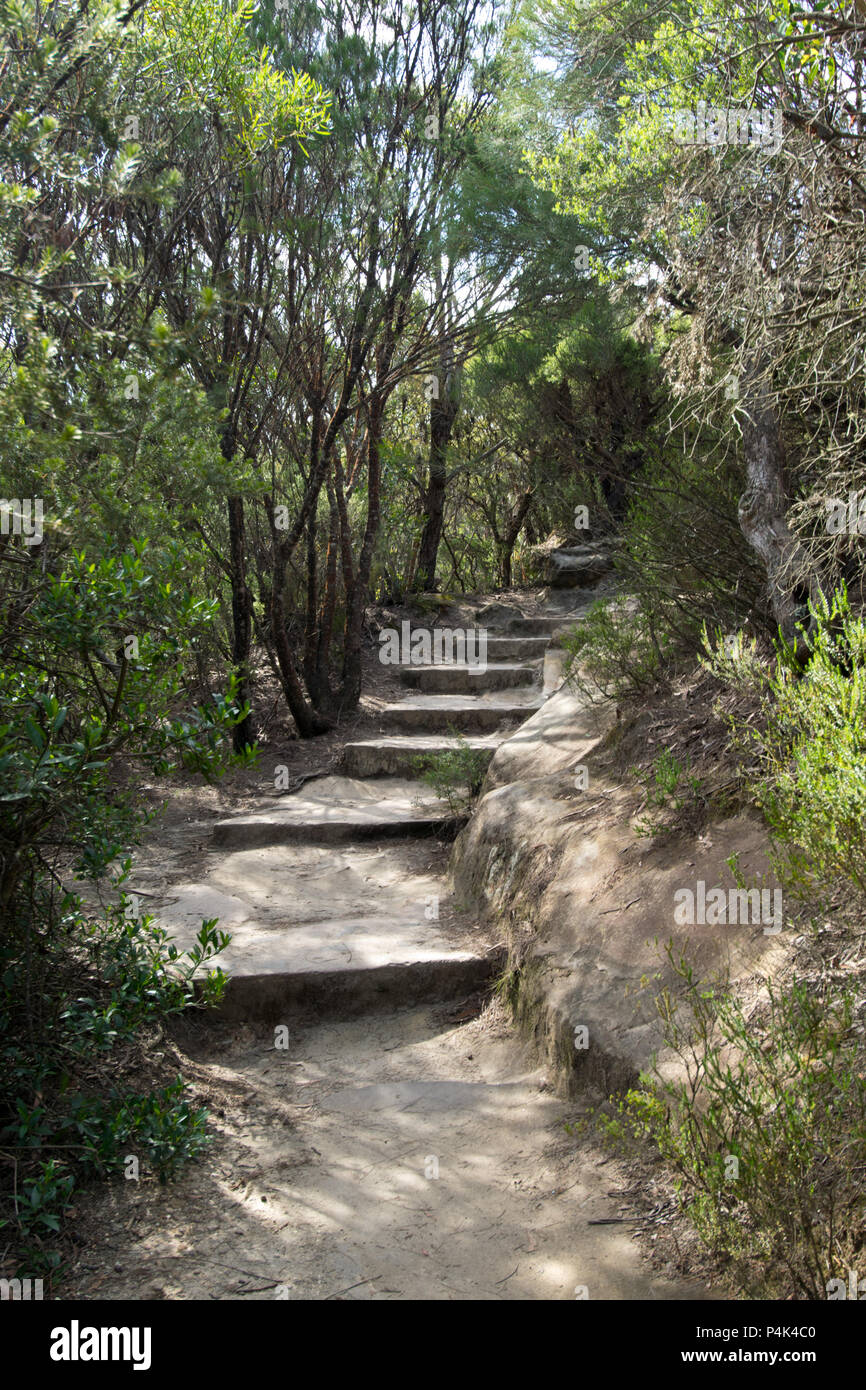 Bushwalking in Blue Mountains. Summer in Australia Stock Photo - Alamy