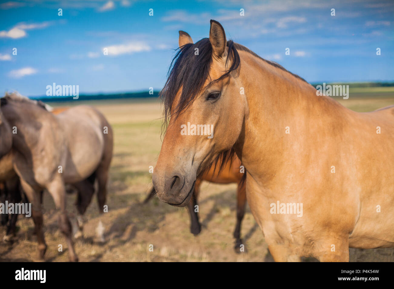 Horse in the pasture of beige in summer Stock Photo - Alamy