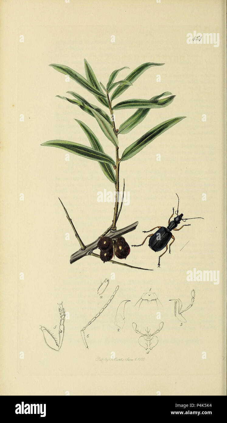 Entomology smithsonian hi-res stock photography and images - Alamy