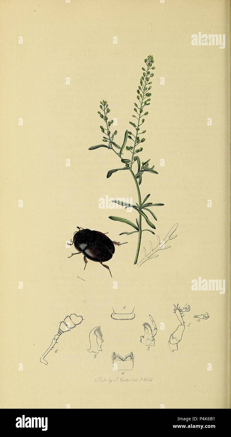 Entomology smithsonian hi-res stock photography and images - Alamy