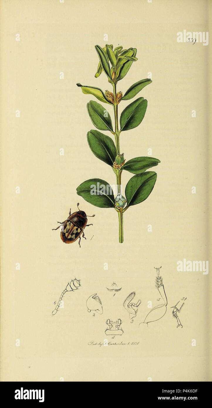 Entomology smithsonian hi-res stock photography and images - Alamy