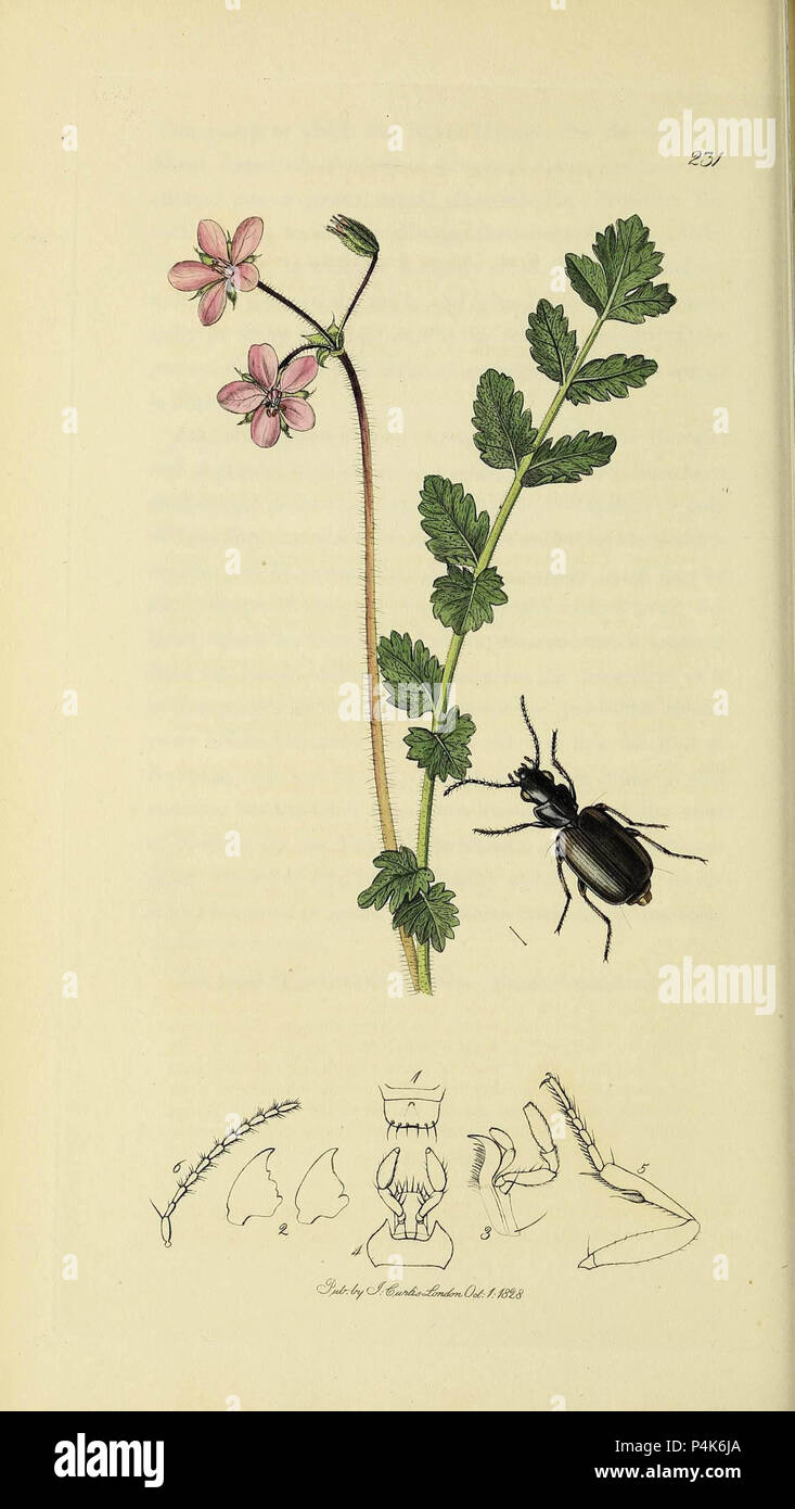 Entomology smithsonian hi-res stock photography and images - Alamy