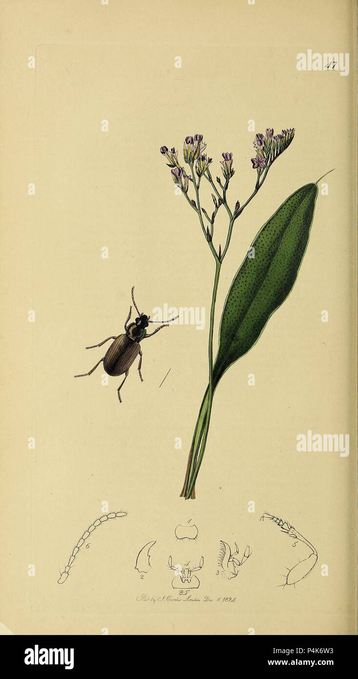 Entomology smithsonian hi-res stock photography and images - Alamy