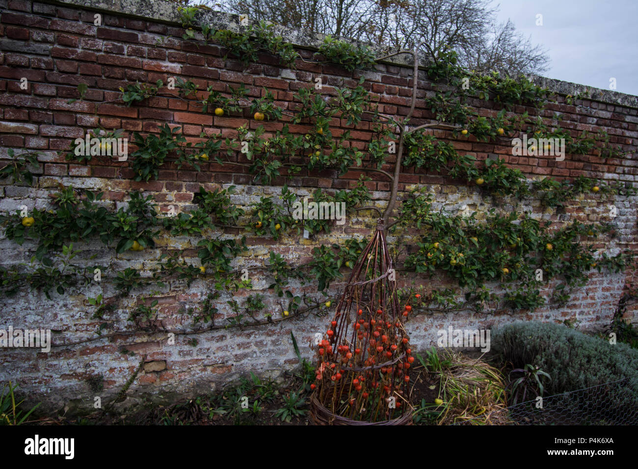 Fruit growing at Stately home Stock Photo - Alamy
