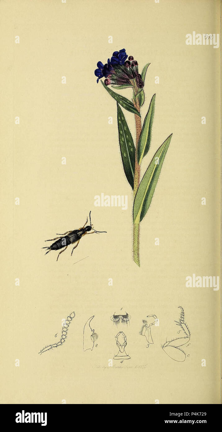 Entomology smithsonian hi-res stock photography and images - Alamy