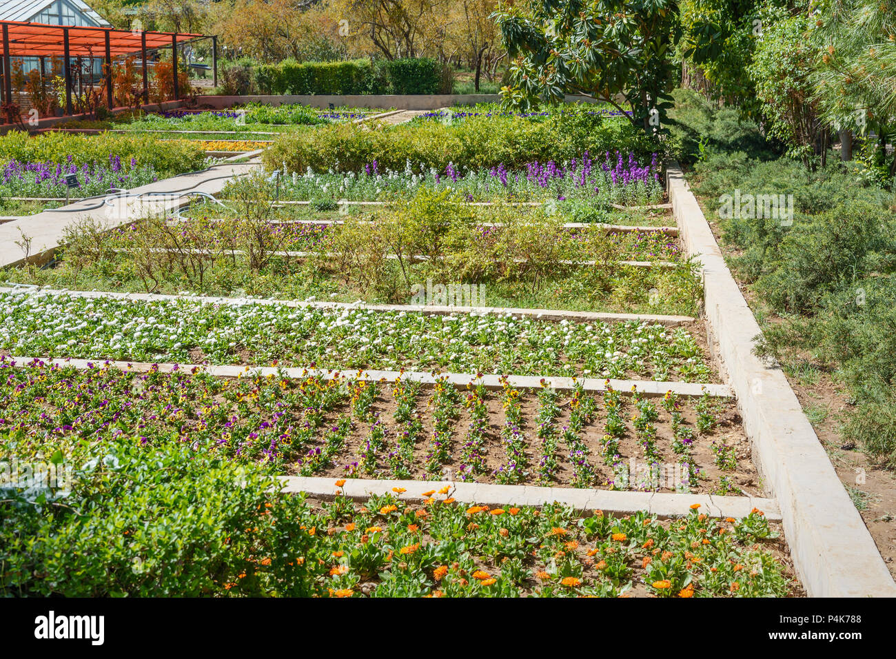 Flowers on the beds in Eram Garden in Shiraz. Iran Stock Photo - Alamy