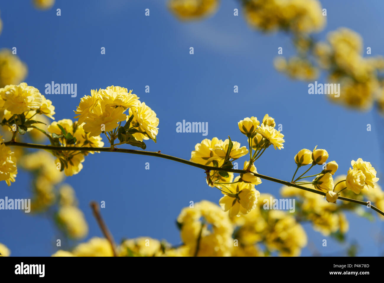 Rosa foetida. Persian yellow rose in Eram Garden. Shiraz. Iran Stock ...