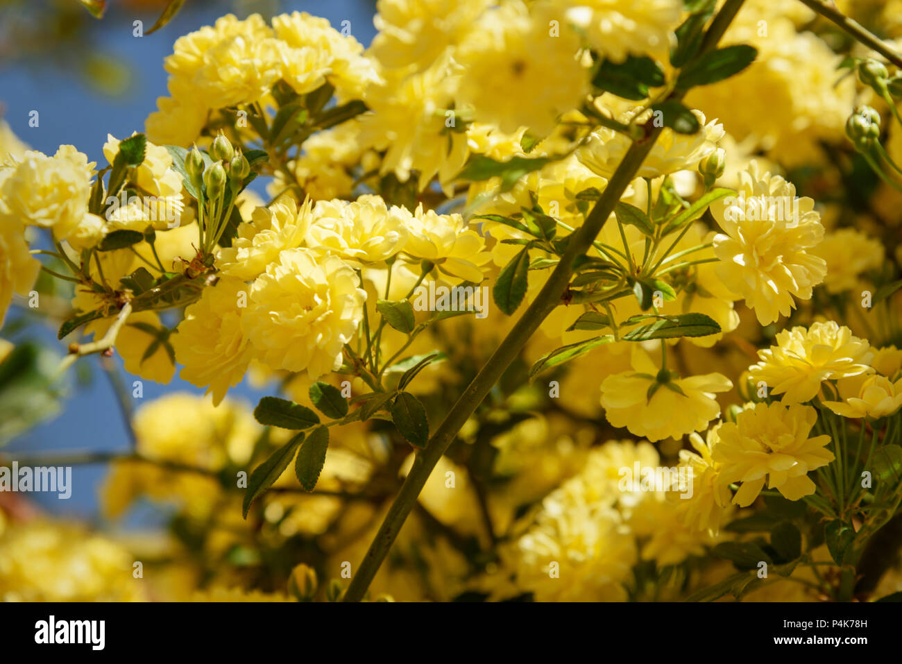 Persian yellow rose hi-res stock photography and images - Alamy