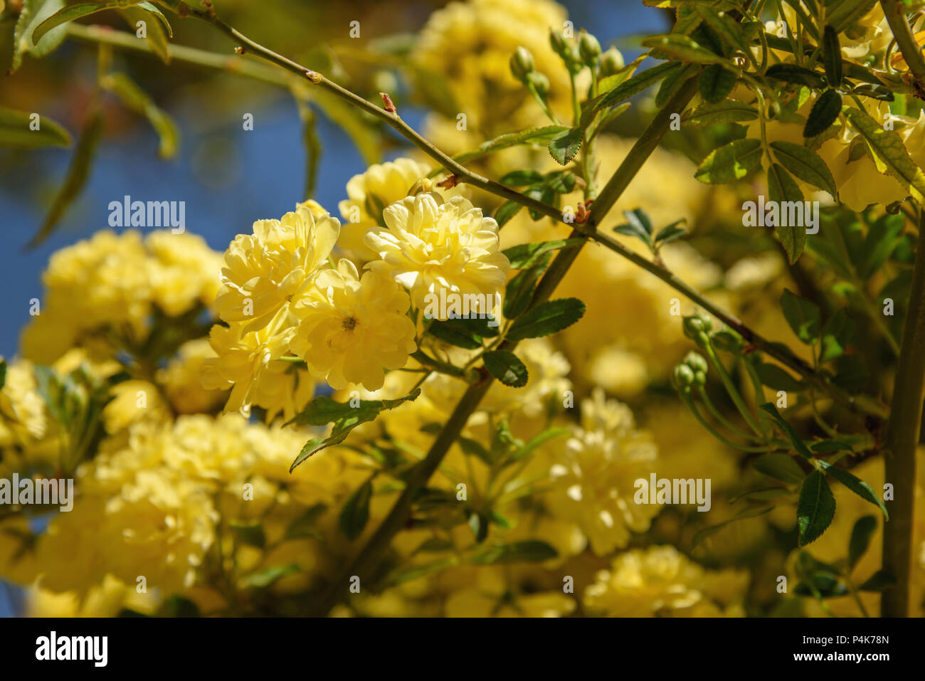 Rosa foetida. Persian yellow rose in Eram Garden. Shiraz. Iran Stock ...