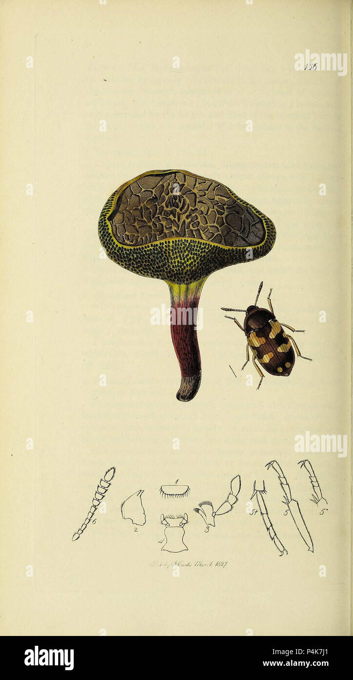 Entomology smithsonian hi-res stock photography and images - Alamy