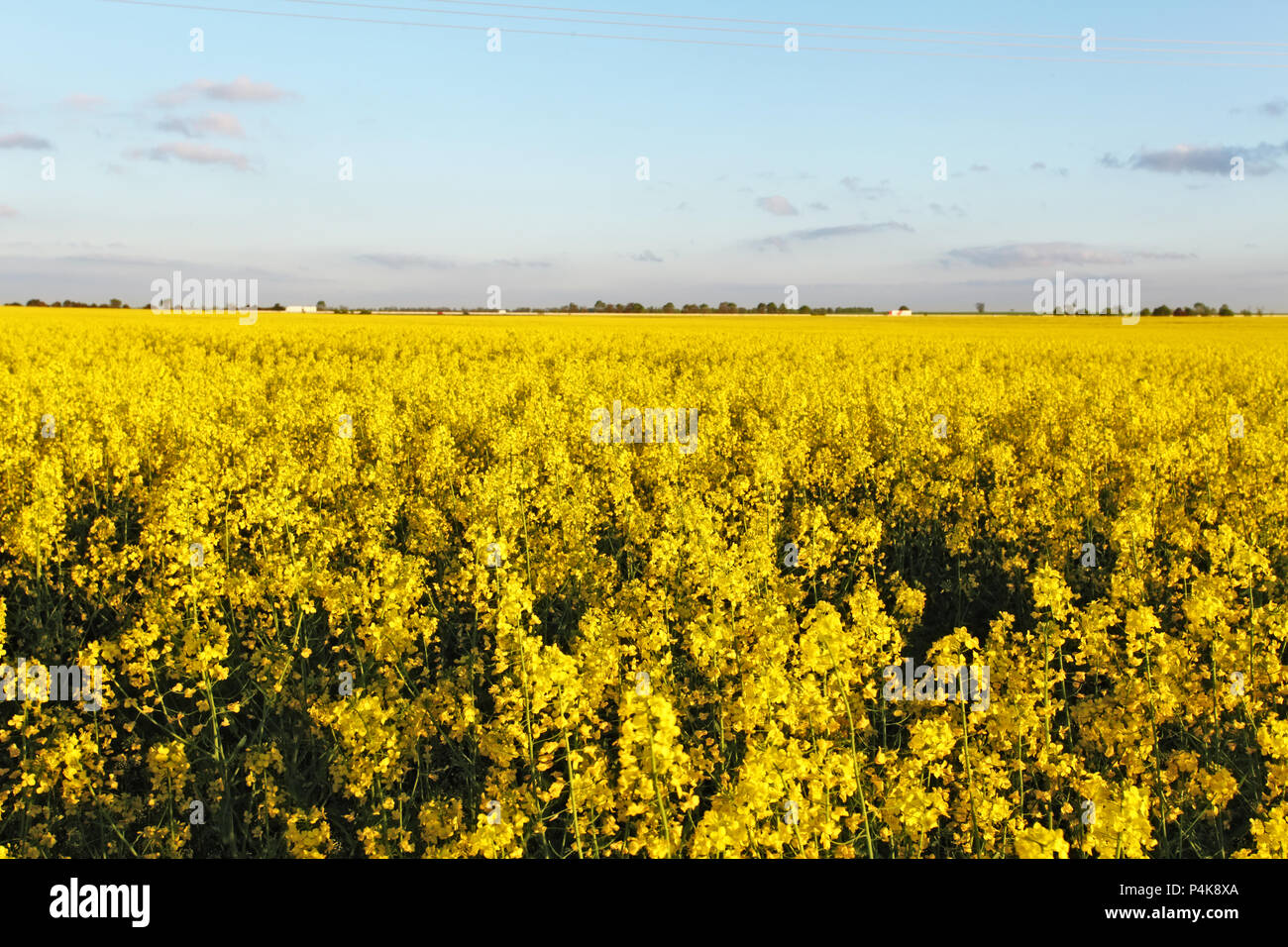 Oilseed rapeseed hi-res stock photography and images - Alamy