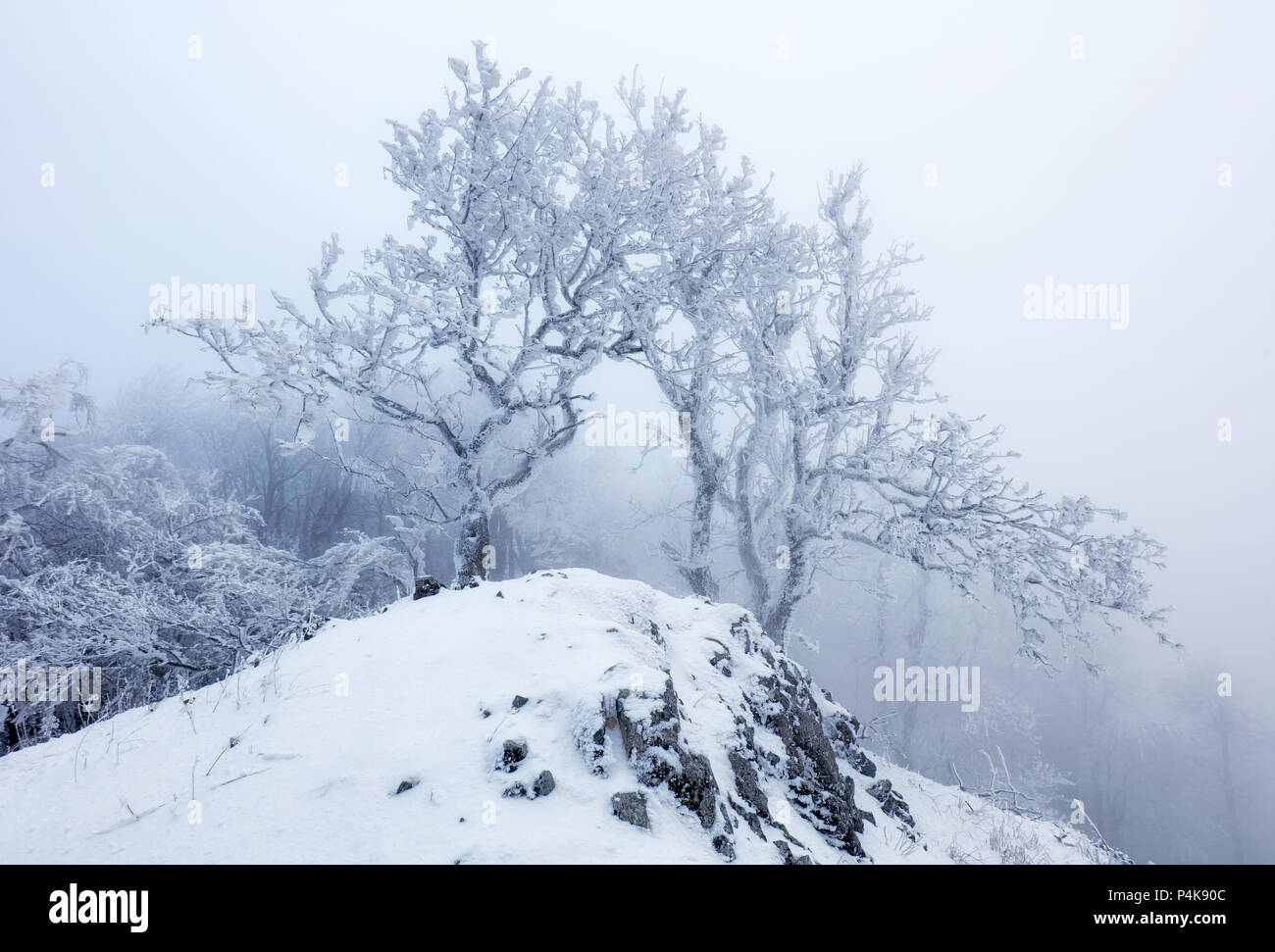 Forest in winter with fog and snow landscape Stock Photo - Alamy