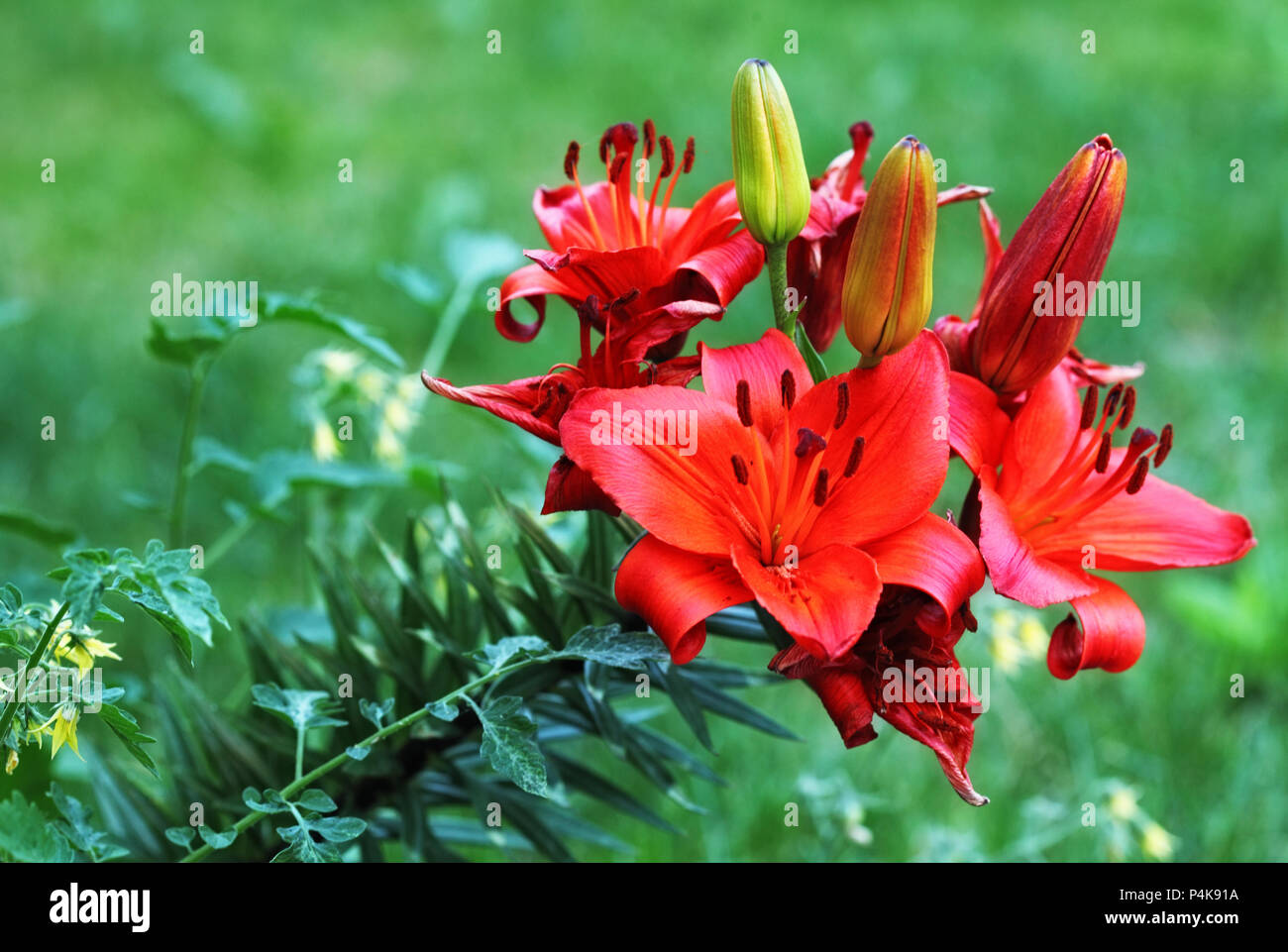 Liliaceae sp hi-res stock photography and images - Alamy