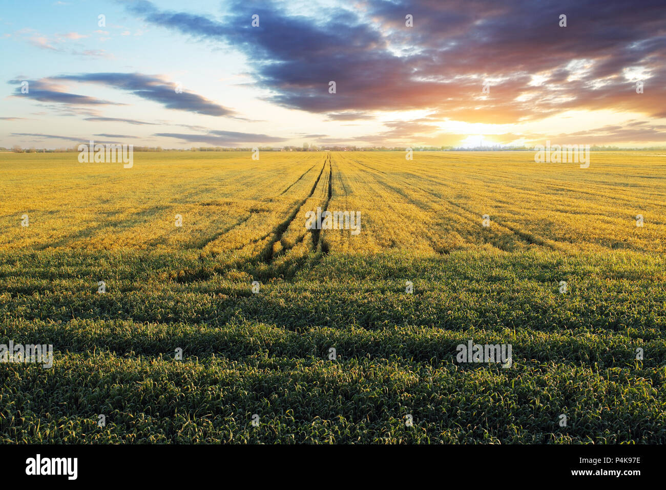 Rural wheat hi-res stock photography and images - Alamy