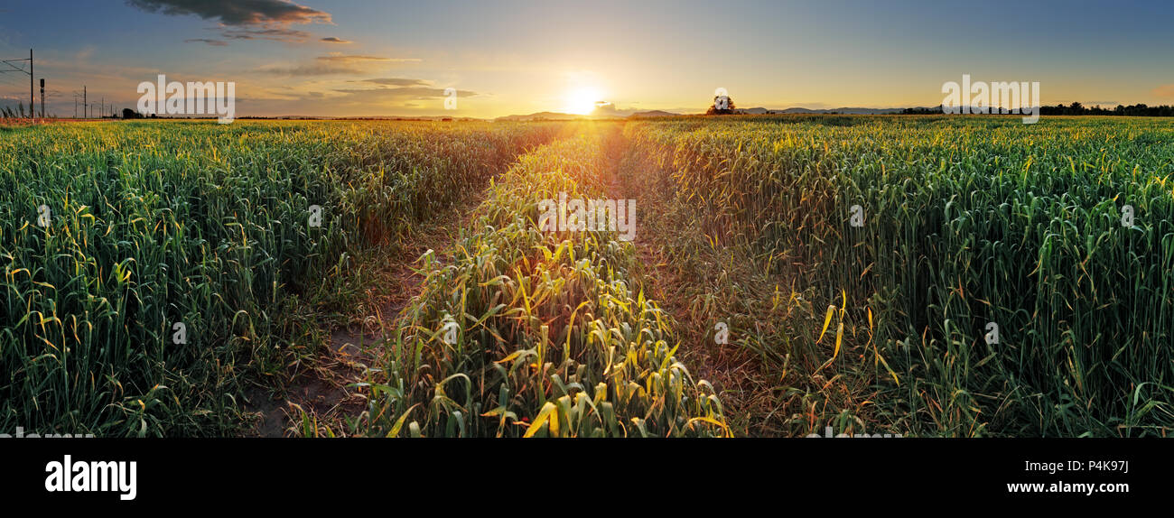 Panorama Sunset over wheat field with path Stock Photo - Alamy