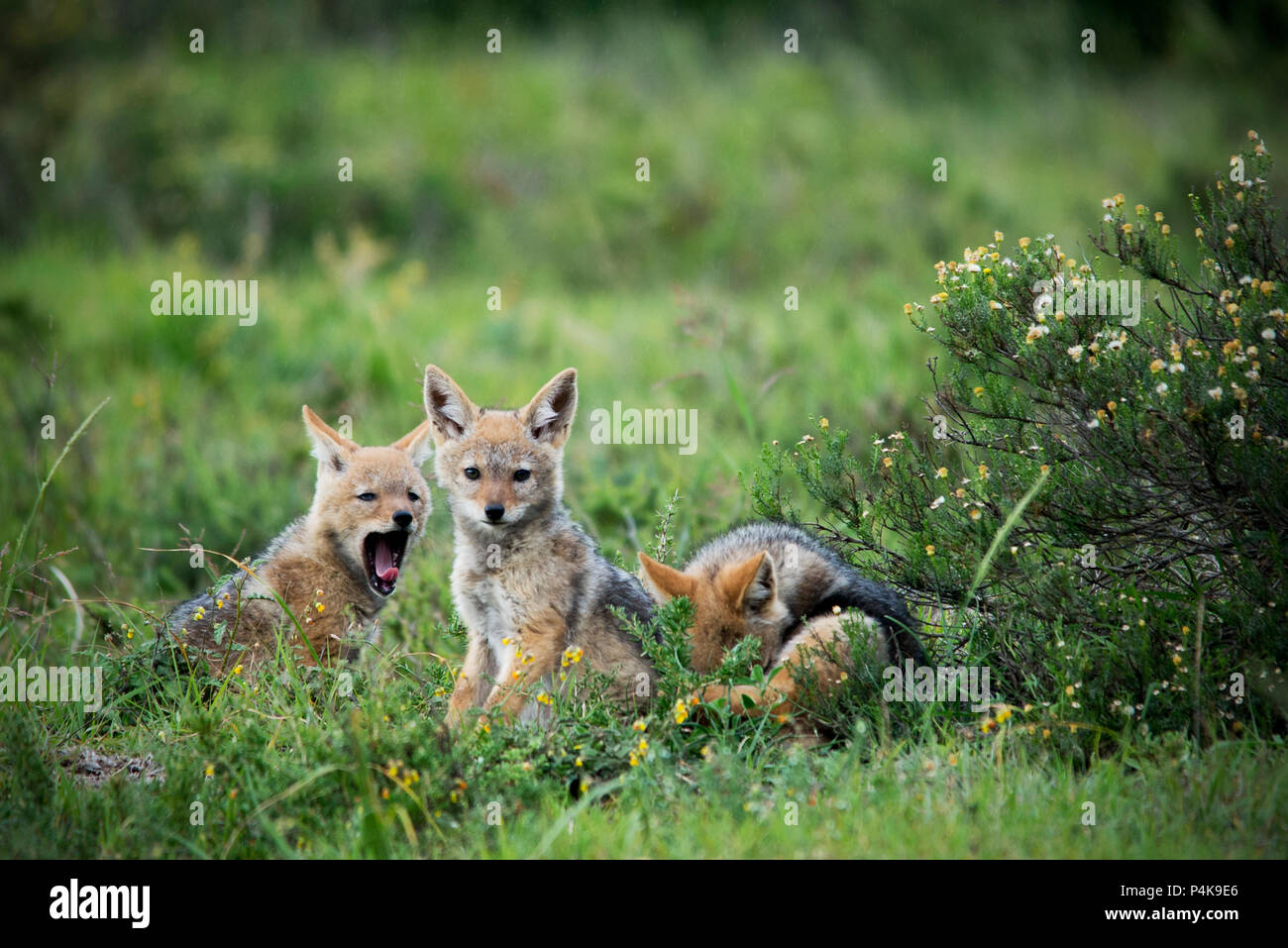 Black backed jackal pups hi-res stock photography and images - Alamy