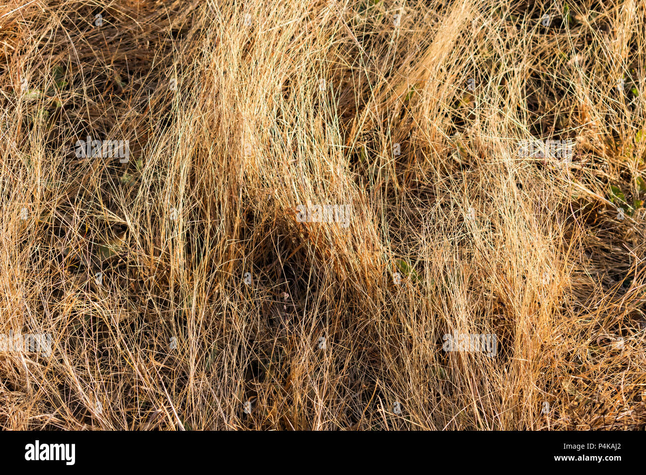 Small dry herbage in field looking awesome at morning in winter season ...