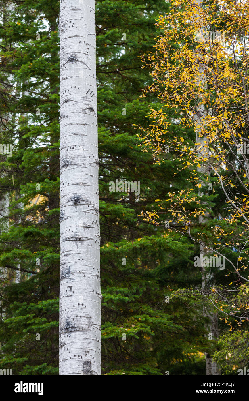 Animal scratch marks hi-res stock photography and images - Alamy