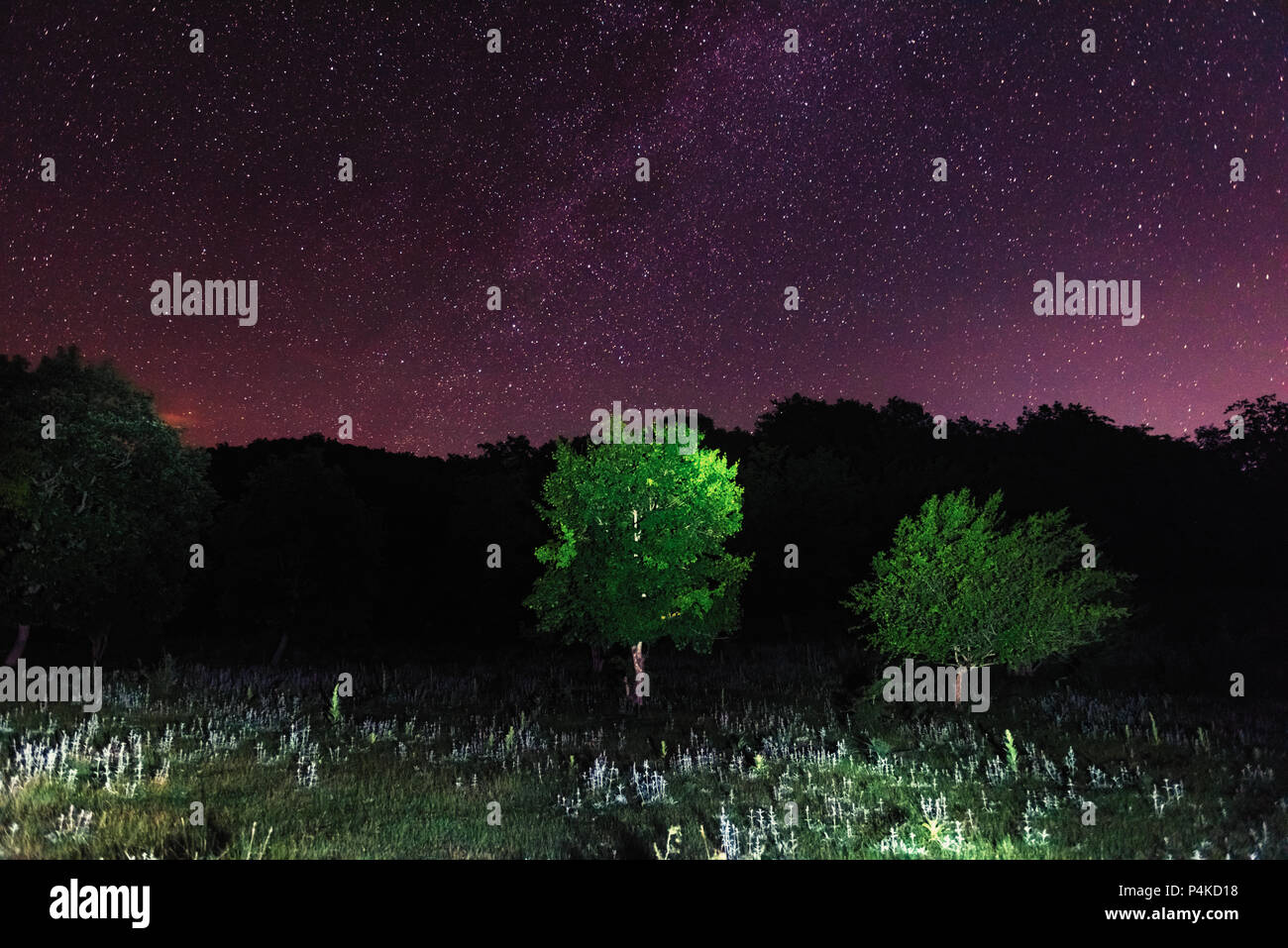 Starry sky over forest hi-res stock photography and images - Alamy