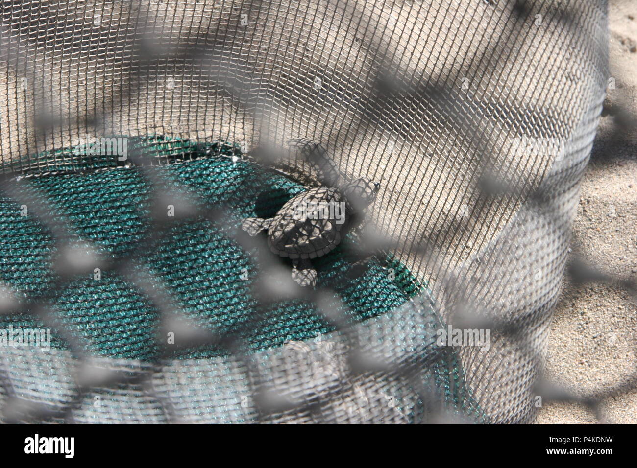 Turtle Camp on the Beach at Nuevo Vallarta, Mexico Stock Photo - Alamy