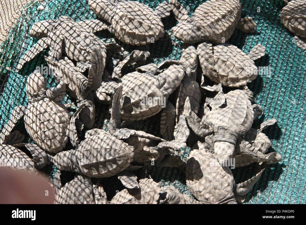 Turtle Camp on the Beach at Nuevo Vallarta, Mexico Stock Photo - Alamy