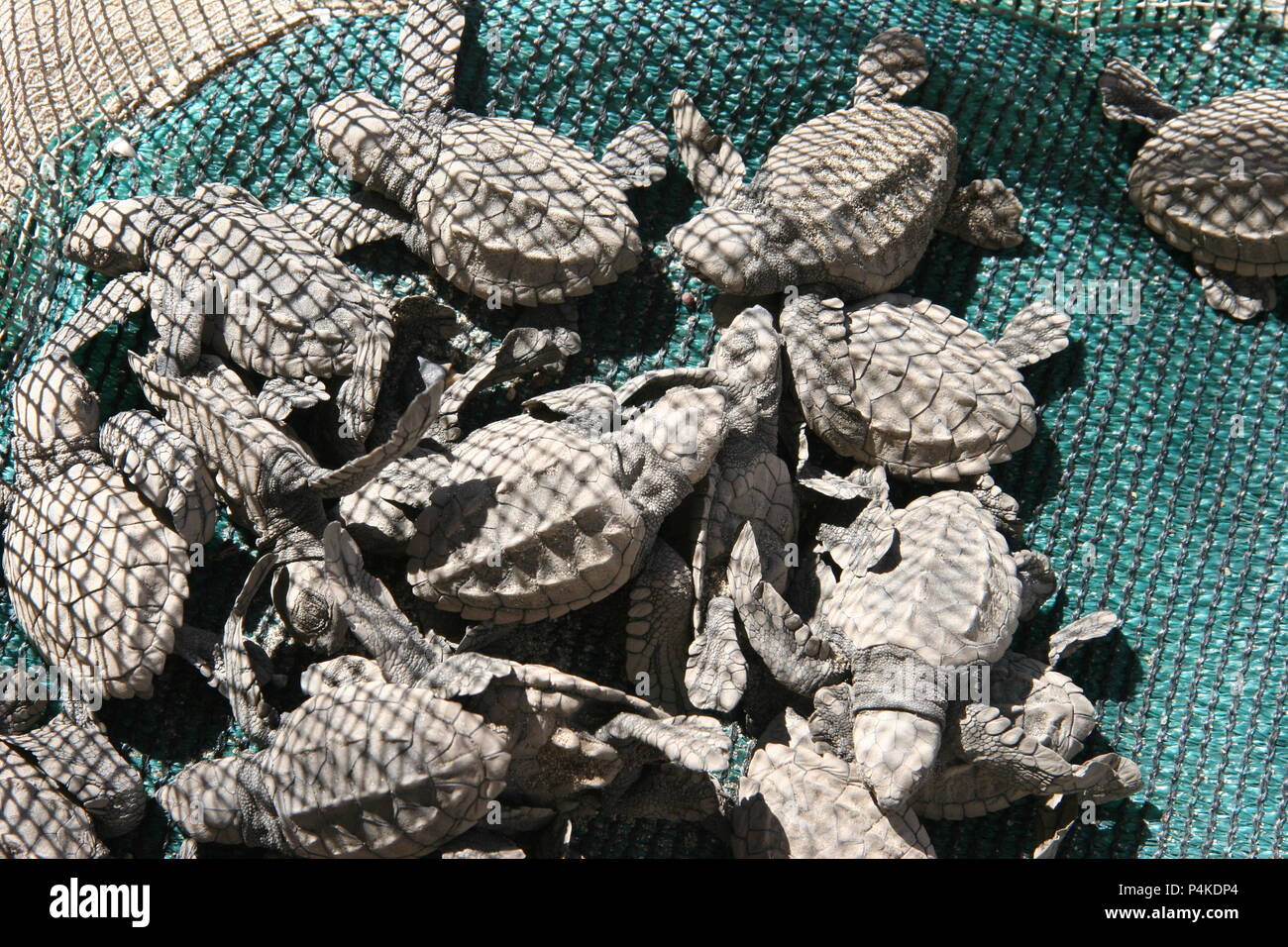 Turtle Camp on the Beach at Nuevo Vallarta, Mexico Stock Photo - Alamy