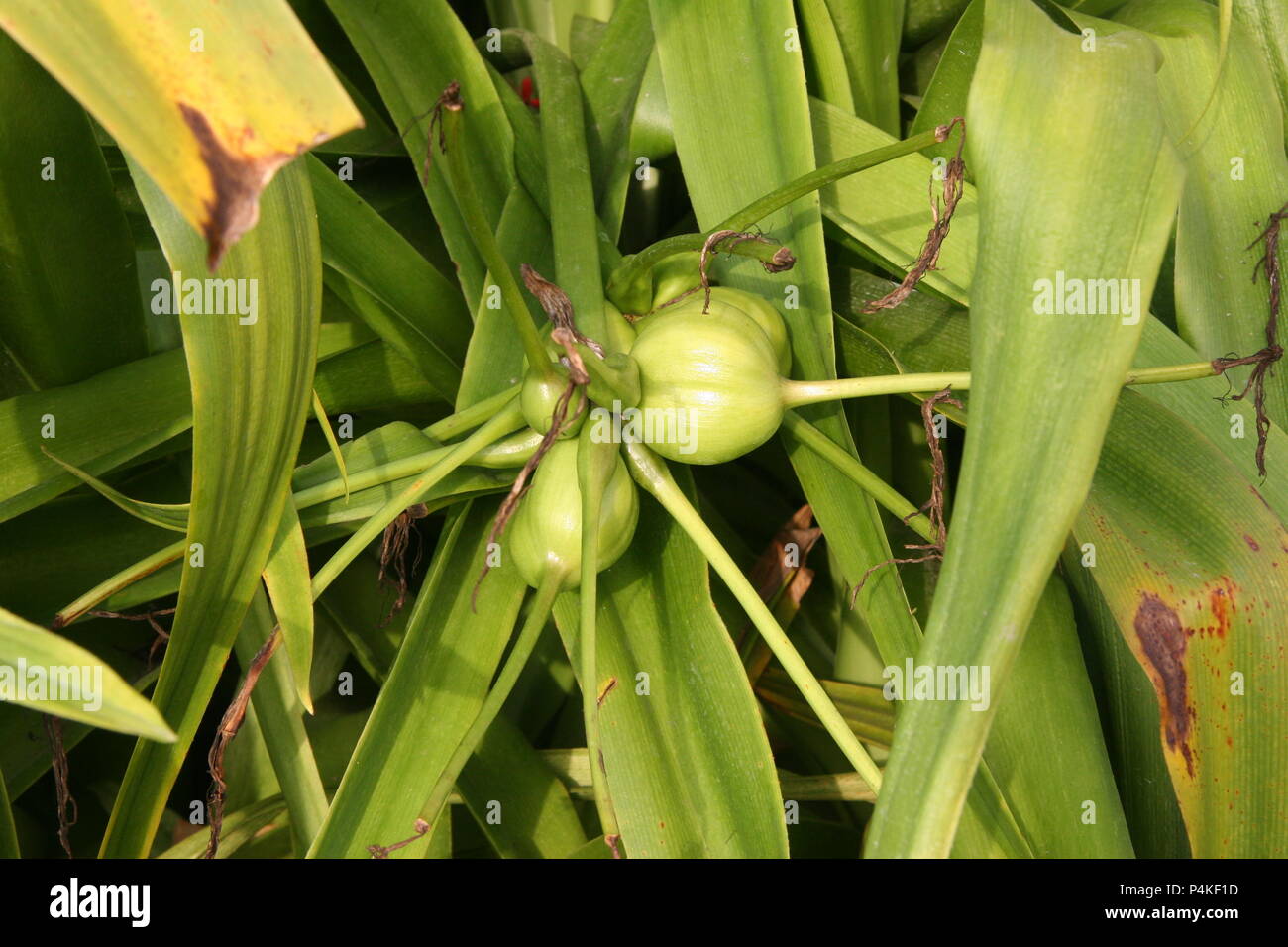 Foliage of Mexico Stock Photo - Alamy