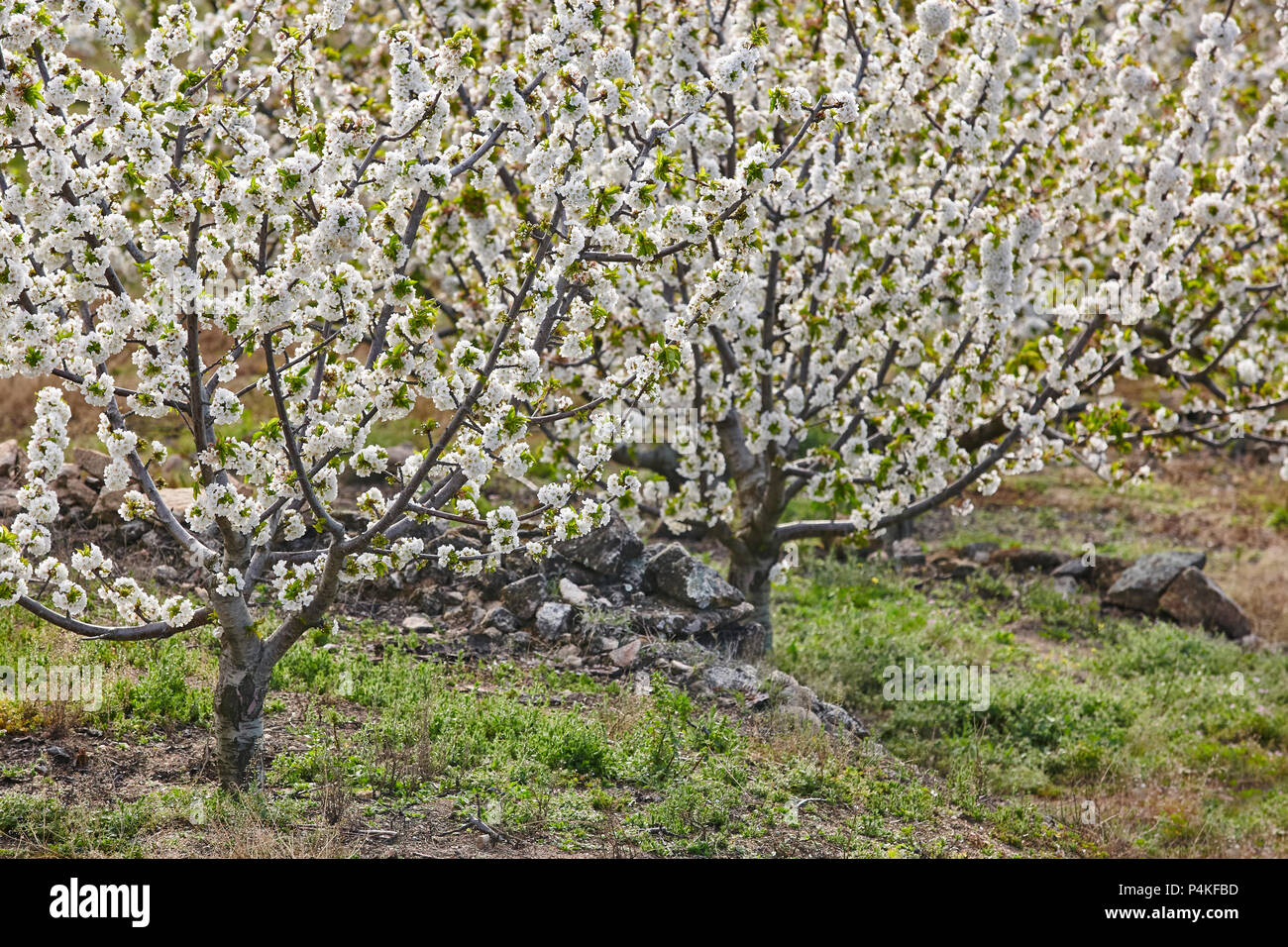 Cherry blossom in Jerte Valley, Caceres. Spring in Spain. Season Stock ...