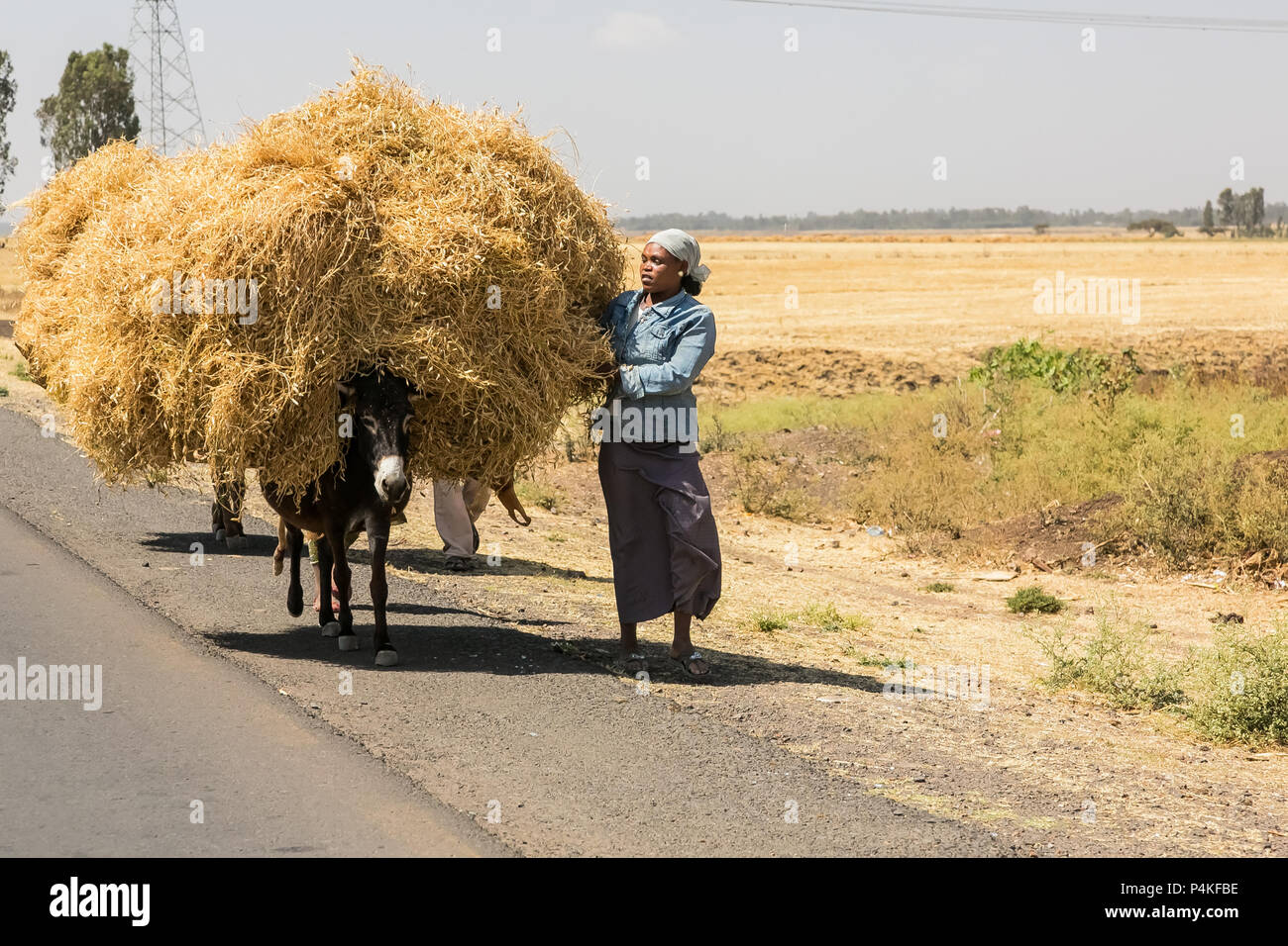 Addis Ababa, Ethiopia, January 30, 2014, Chickpea farmer transporting ...