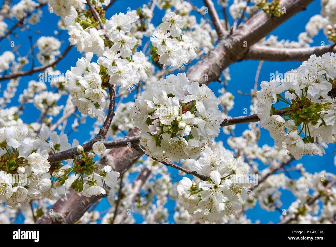 Cherry blossom in Jerte Valley, Caceres. Spring in Spain. Season Stock ...