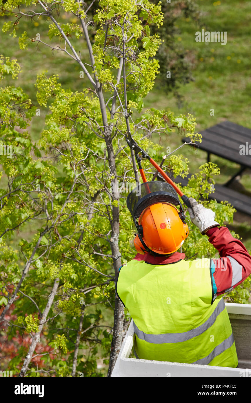 Equiped worker pruning a tree on a crane. Gardening works Stock Photo ...