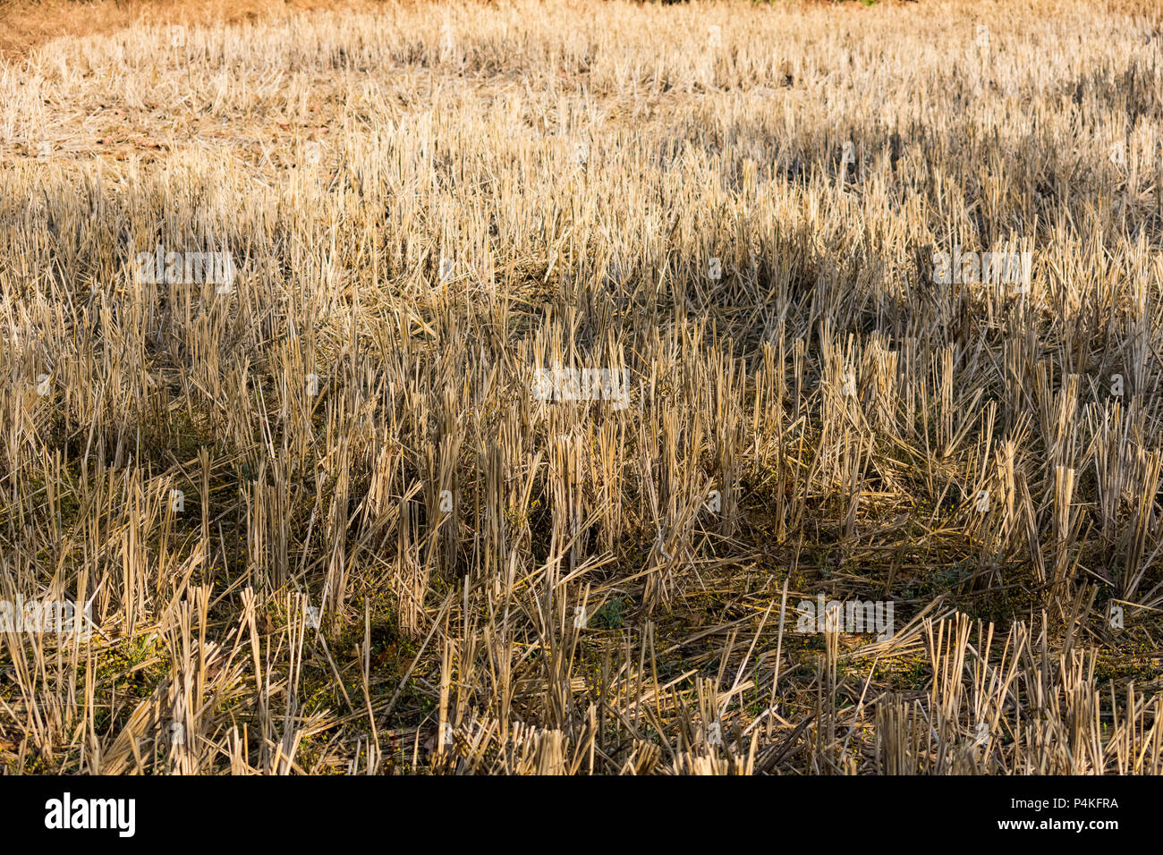 Indian paddy straw at close view looking awesome in a indian paddy ...