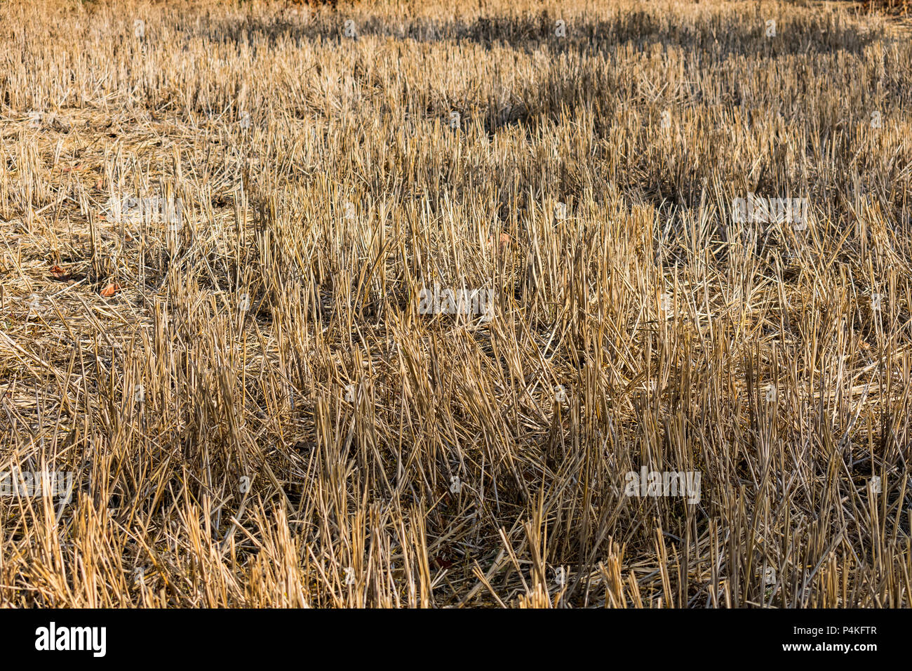 Indian paddy straw at close view looking awesome in a indian paddy ...