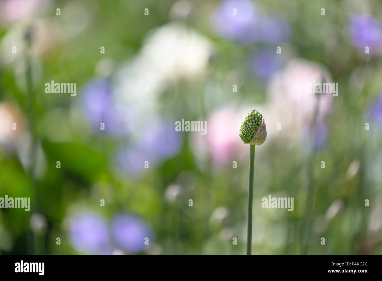 Alium flowers hi-res stock photography and images - Alamy
