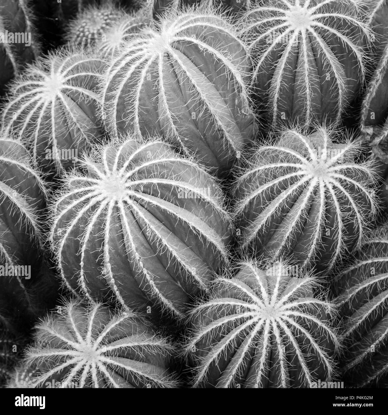 Cacti in black and white Stock Photo - Alamy
