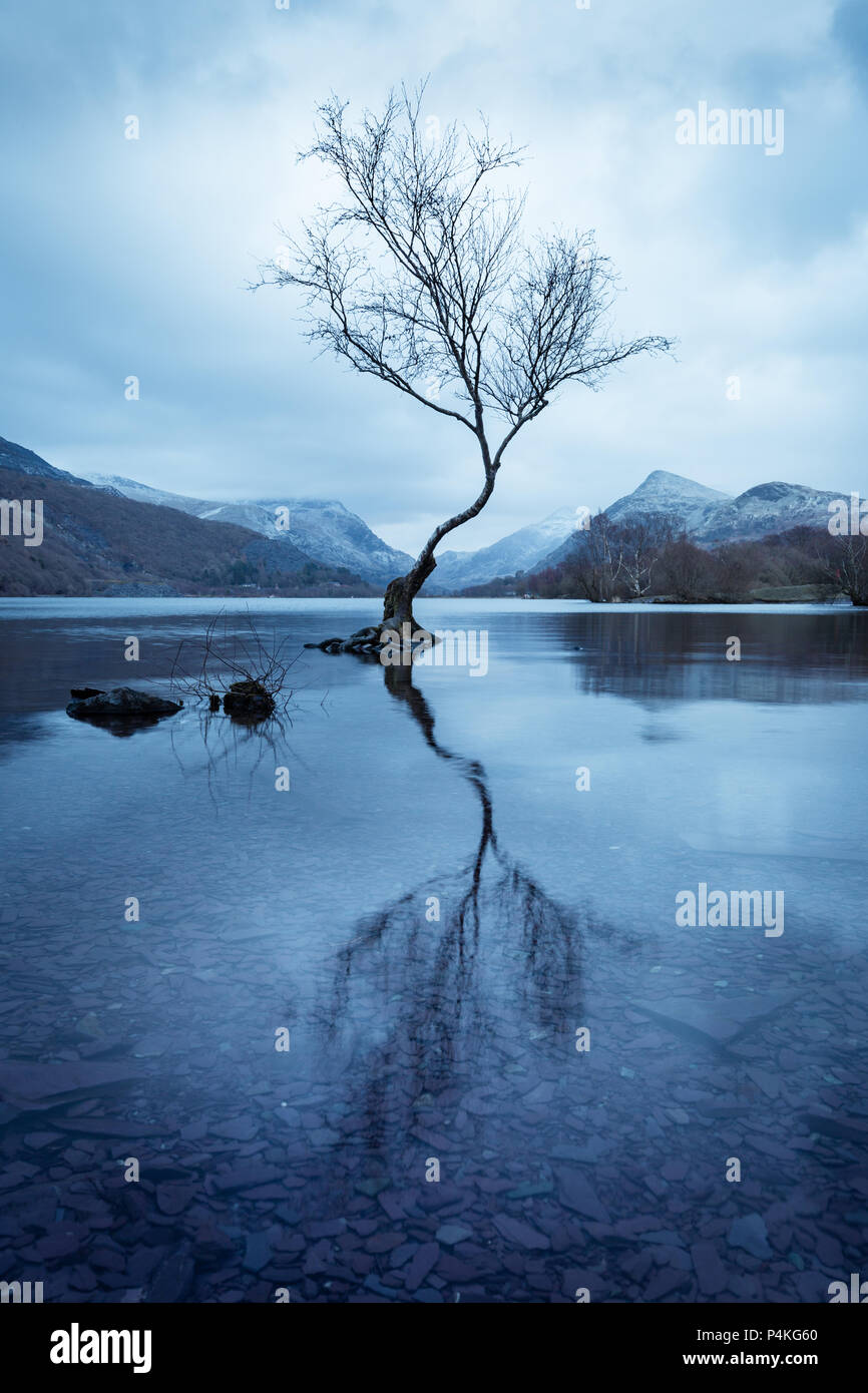 Lone birch hi-res stock photography and images - Alamy
