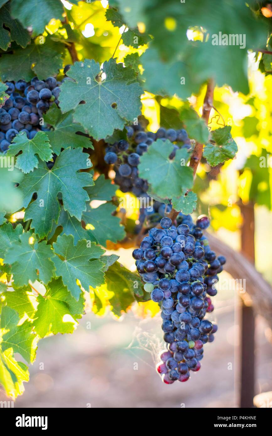 Black grapes on the vine Stock Photo - Alamy