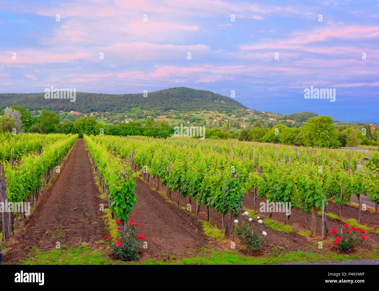 A panoramic view over the wine-growing region of Badacsony, Lake ...