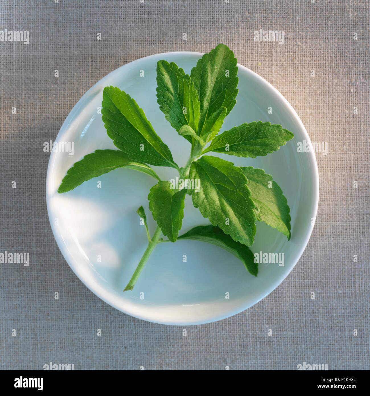Above a sprig hi-res stock photography and images - Alamy