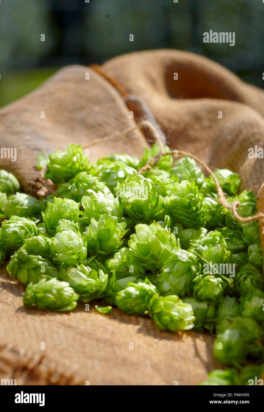 Sack of hops hi-res stock photography and images - Alamy