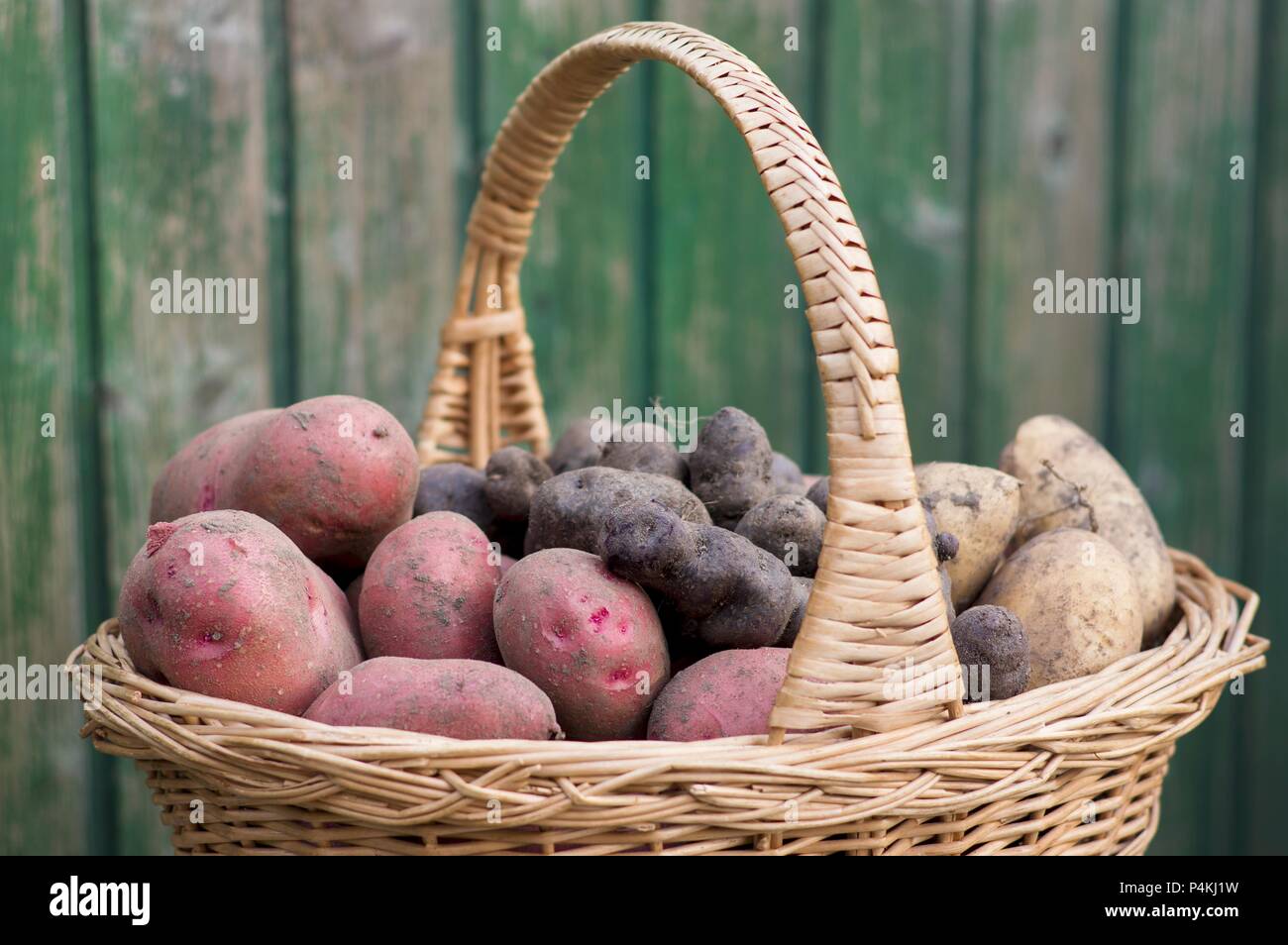 Red Rosara potatoes, yellow Solist potatoes and truffle potatoes in a ...