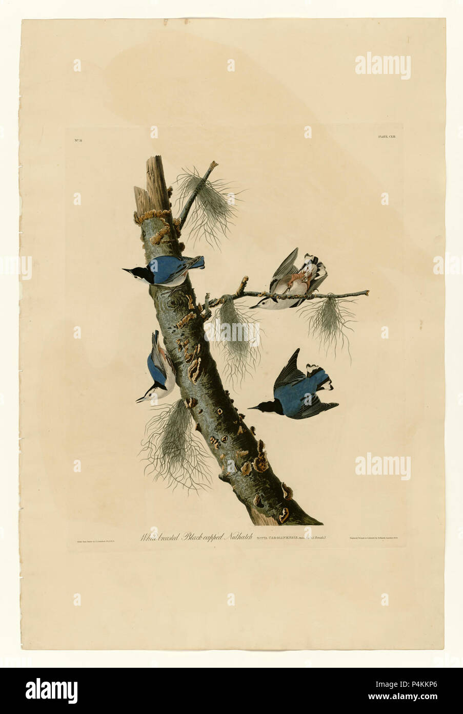 White breasted black capped nuthatch hi-res stock photography and ...