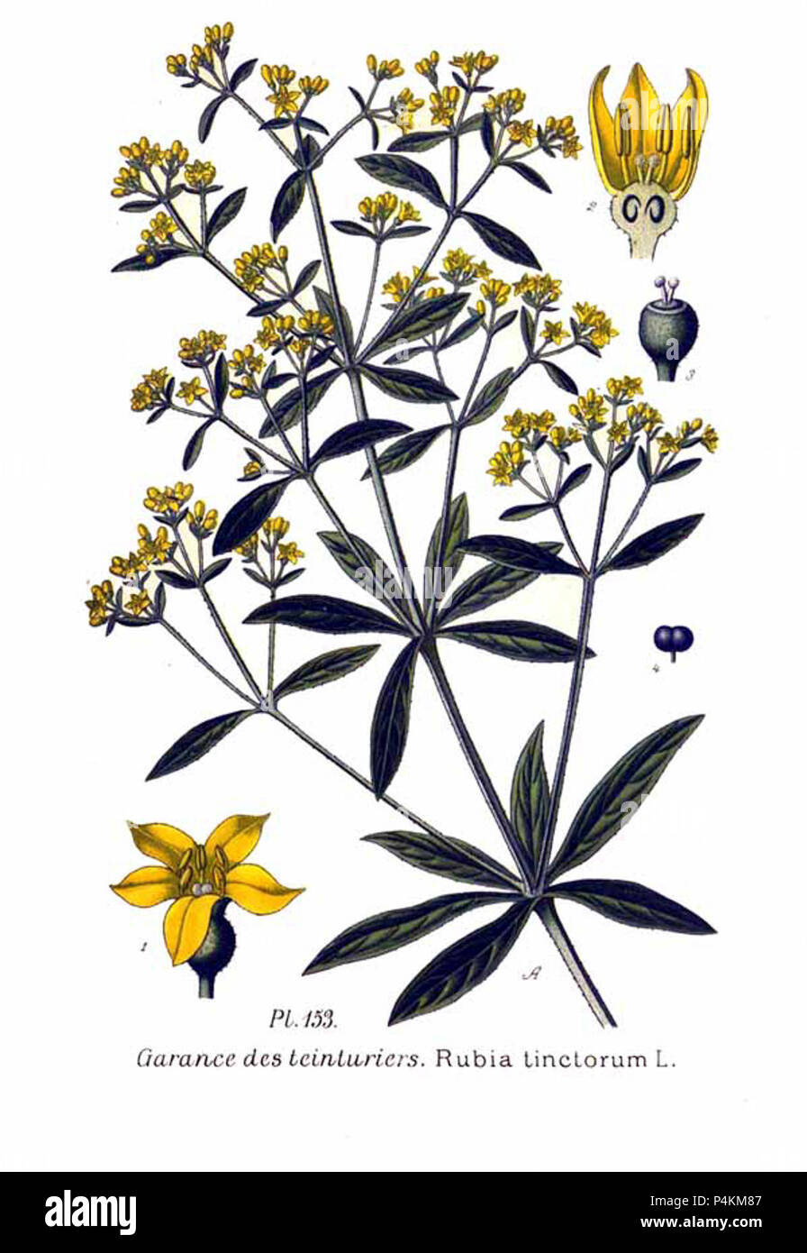 Rubia tinctorum hi-res stock photography and images - Alamy