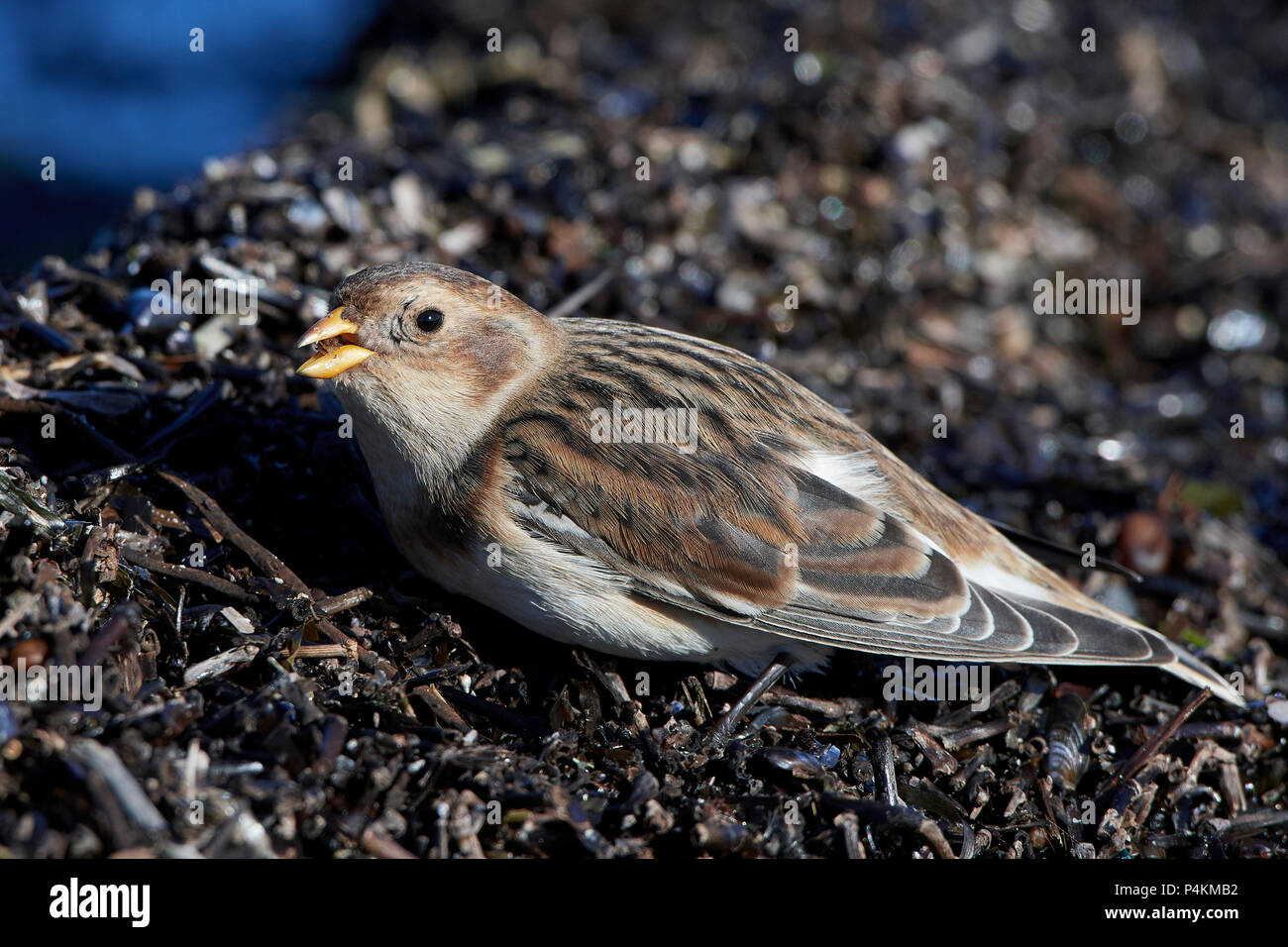 Snow bunting in its natural habitat in Denmark Stock Photo - Alamy