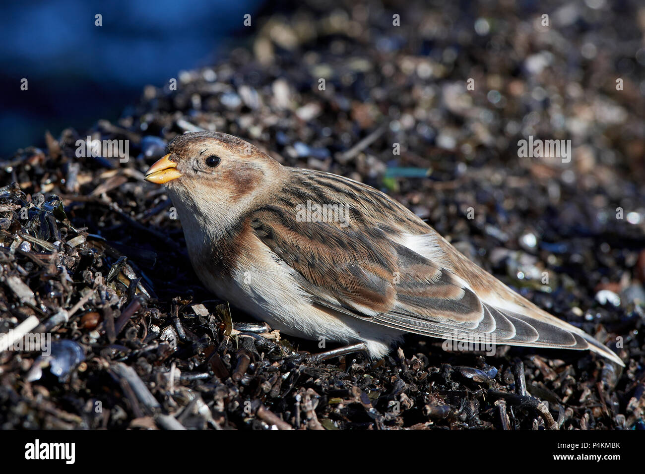 Snow bunting in its natural habitat in Denmark Stock Photo - Alamy