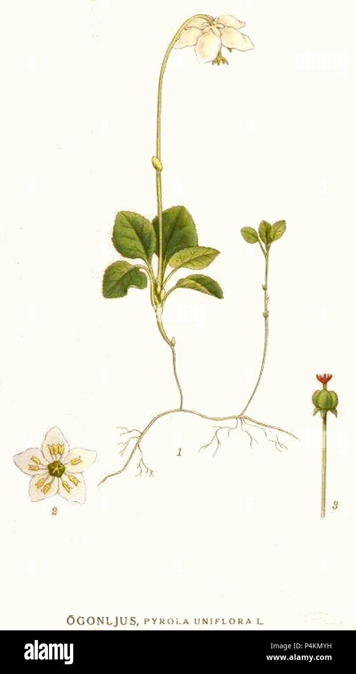 Pyrola uniflora hi-res stock photography and images - Alamy