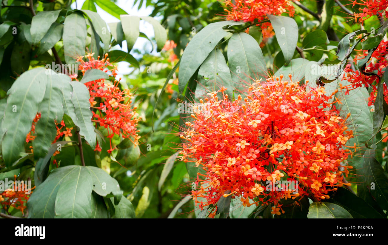 Spike flowers hi-res stock photography and images - Alamy
